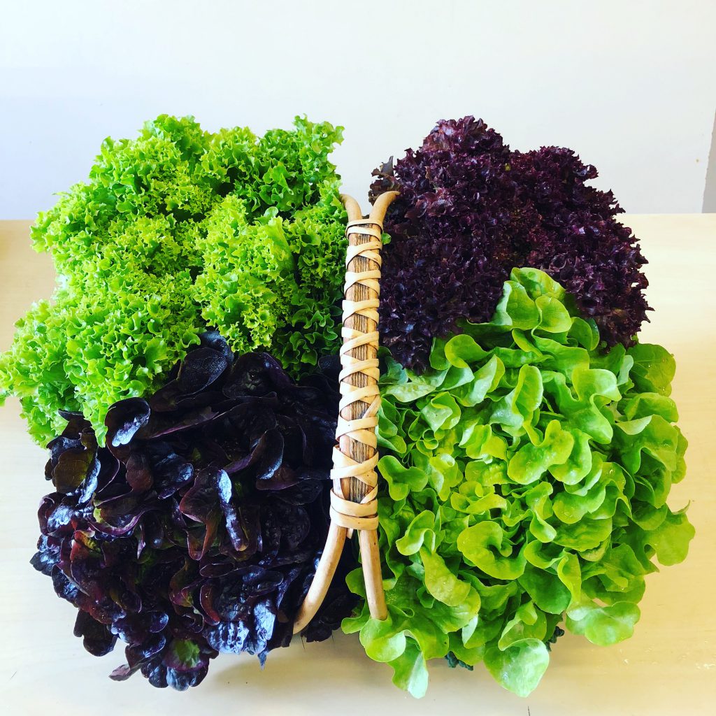 LECHUGA MIXTA - NuFruit