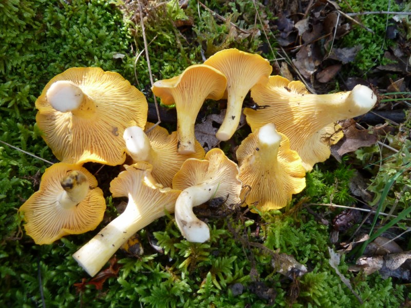 ROSSINYOLS DE PI - NuFruit